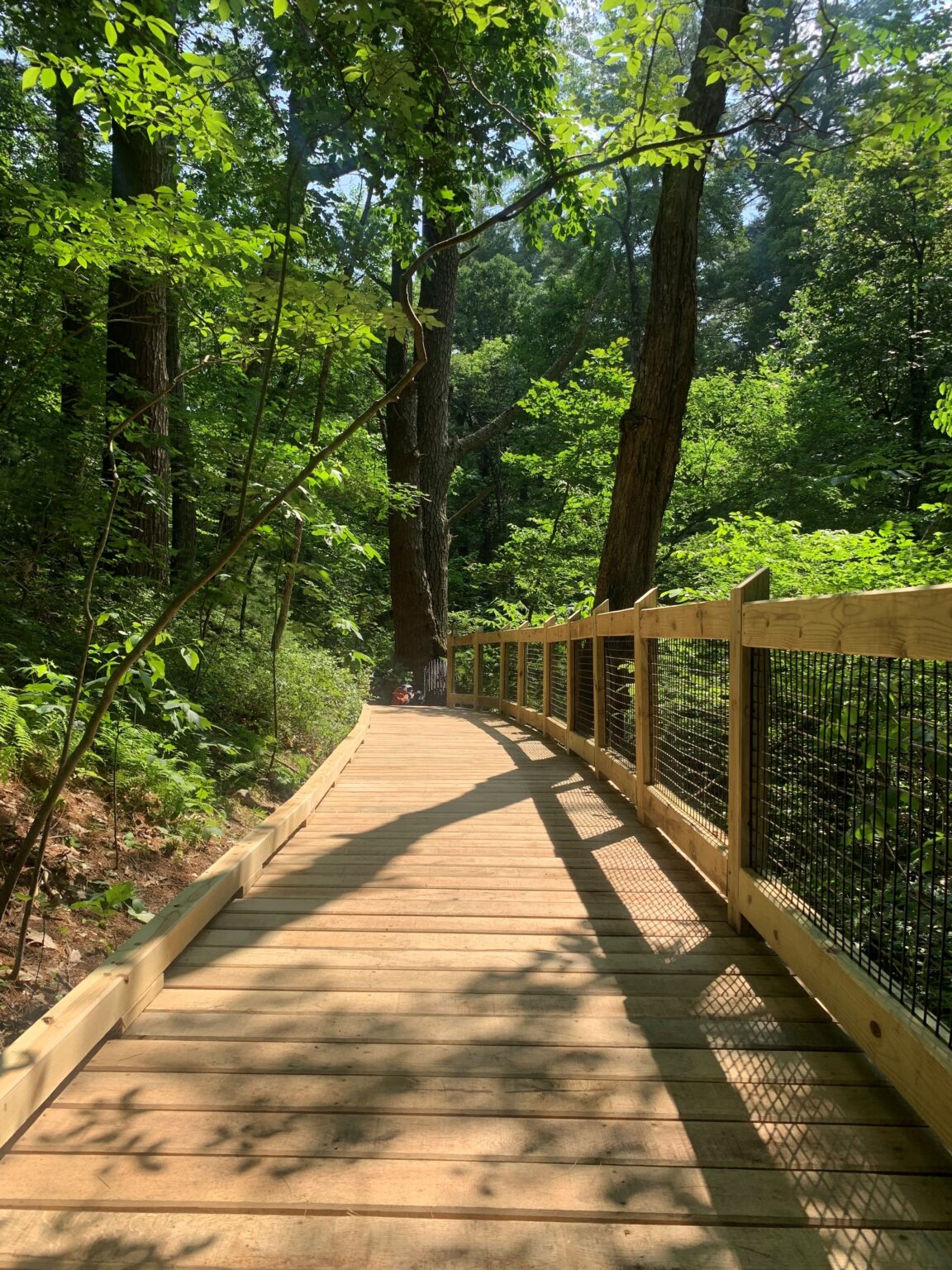 Facelift for Hop Brook Trail, Garden in the Woods, Framingham, MA ...